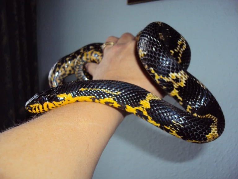 Russian Rat Snake Care Sheet | Reptiles' Cove