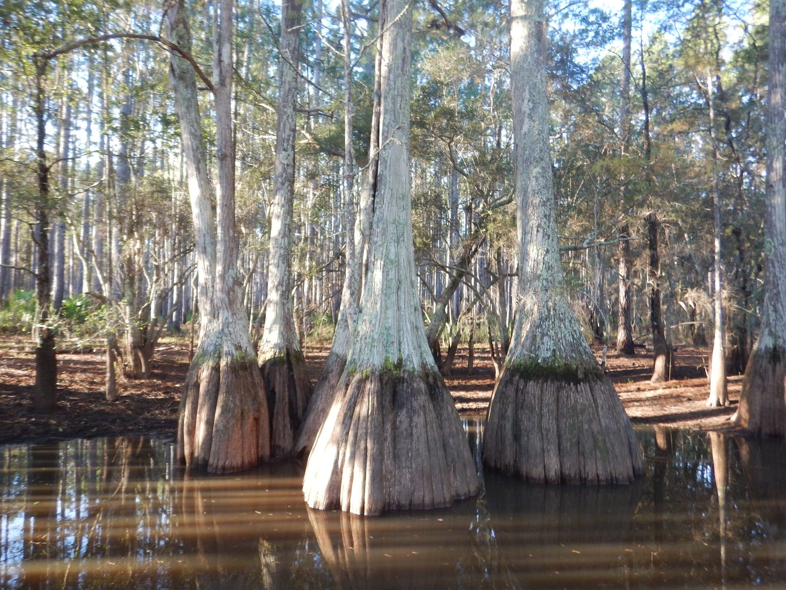 Into the Wild: Exploring the Fishless Ponds of Florida and the ...