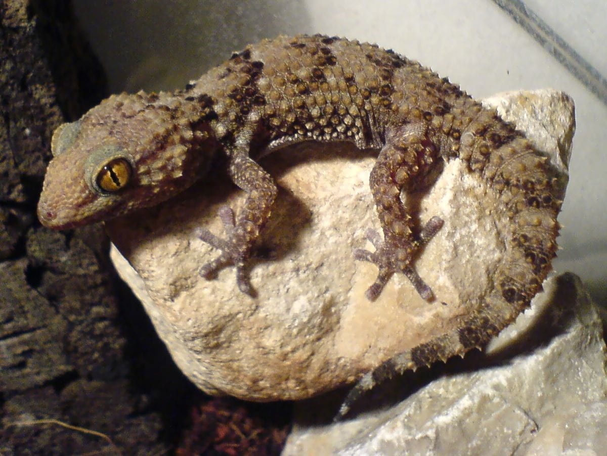 Bibron’s Gecko Care Sheet | Reptiles' Cove