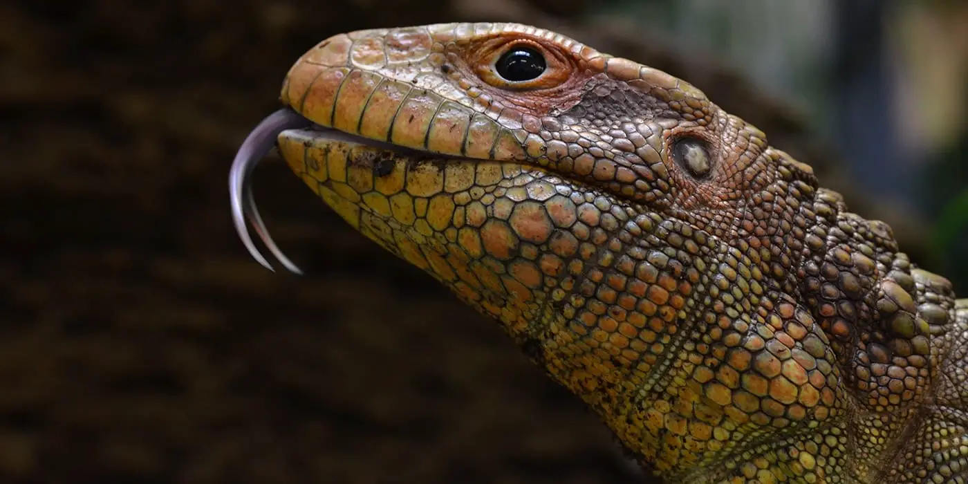 Caiman Lizard Care Sheet | Reptiles' Cove