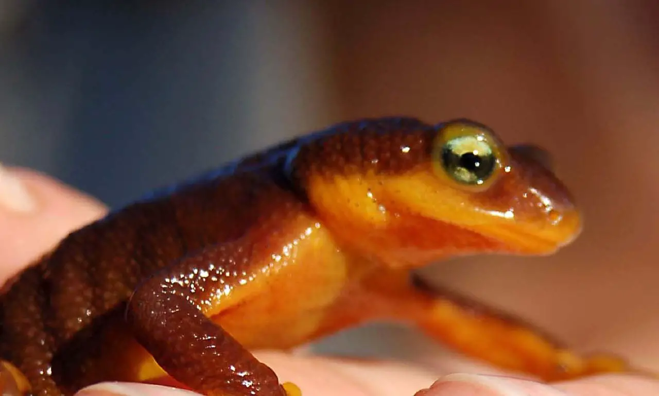 California Newt Care Sheet | Reptiles' Cove