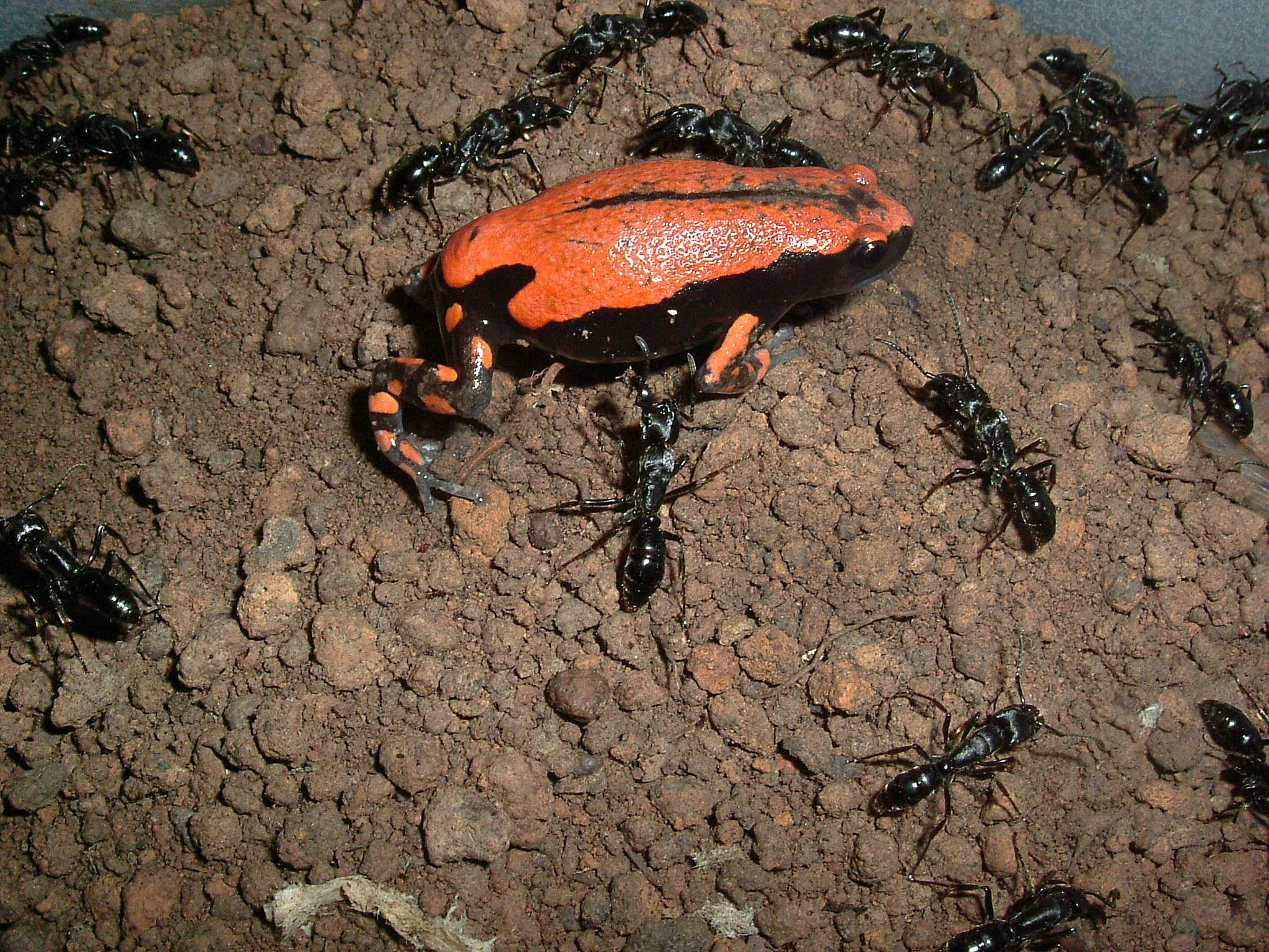 Feeding Frogs with Ants: Is This Safe Or Not? | Reptiles' Cove