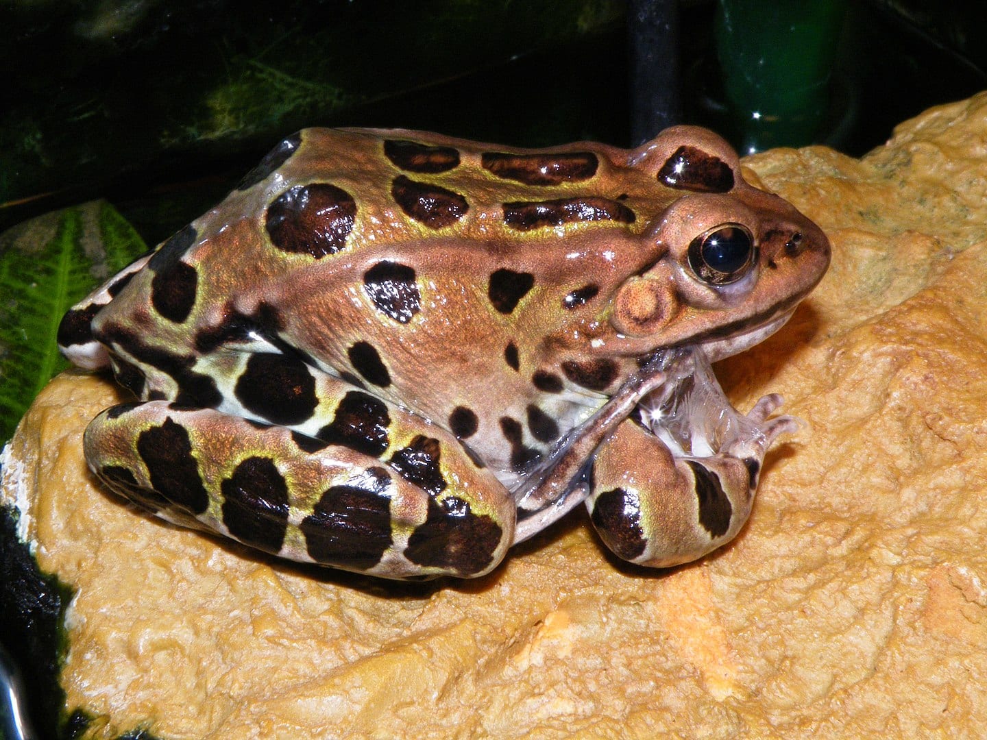 Crash Syndrome Prevention Tips for Your Amphibians | Reptiles' Cove