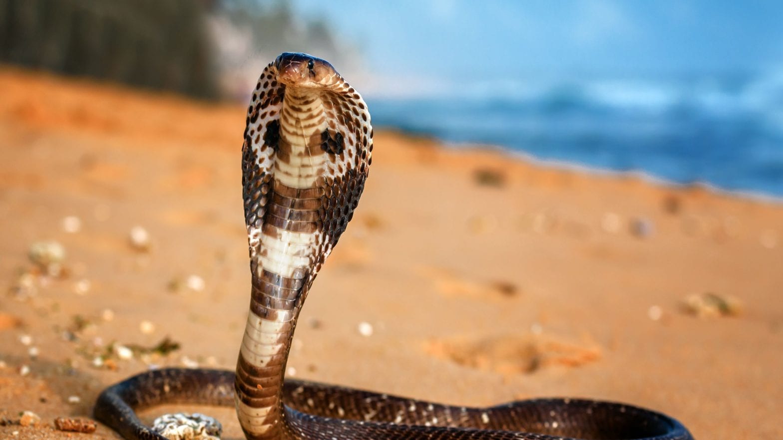 King Cobra Care Sheet Reptiles Cove King Cobra Care Sheet Reptiles Cove