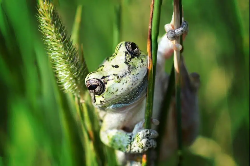 How to Avoid and Get Rid of the Parasites Targeting Your Amphibians ...