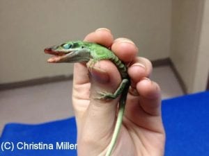Study on the Dentition of Wild Lizards | Reptiles' Cove