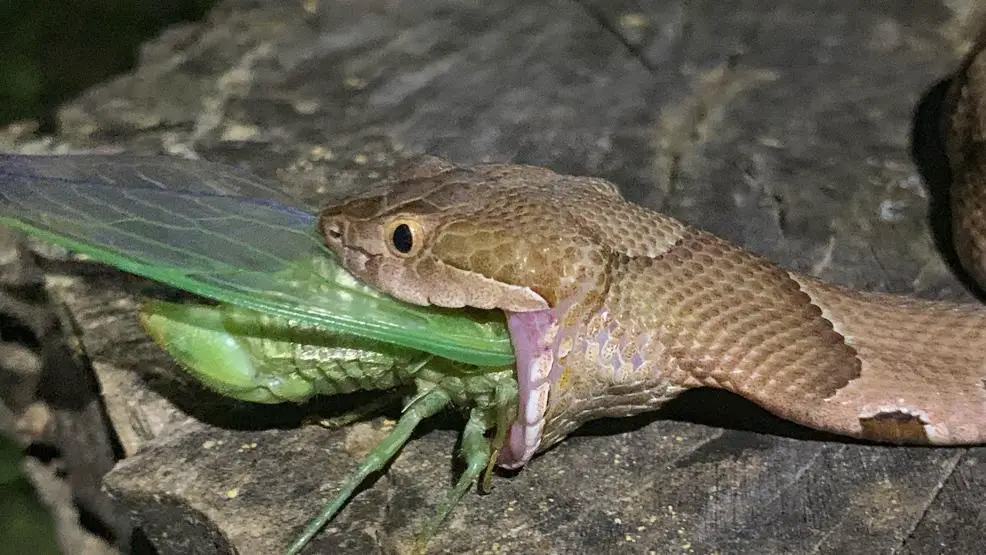 Is Feeding Snakes with Only One Type of Insect Necessary? | Reptiles' Cove