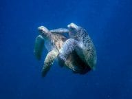 Turtle's Reproduction Facts: A Must-Read | Reptiles' Cove
